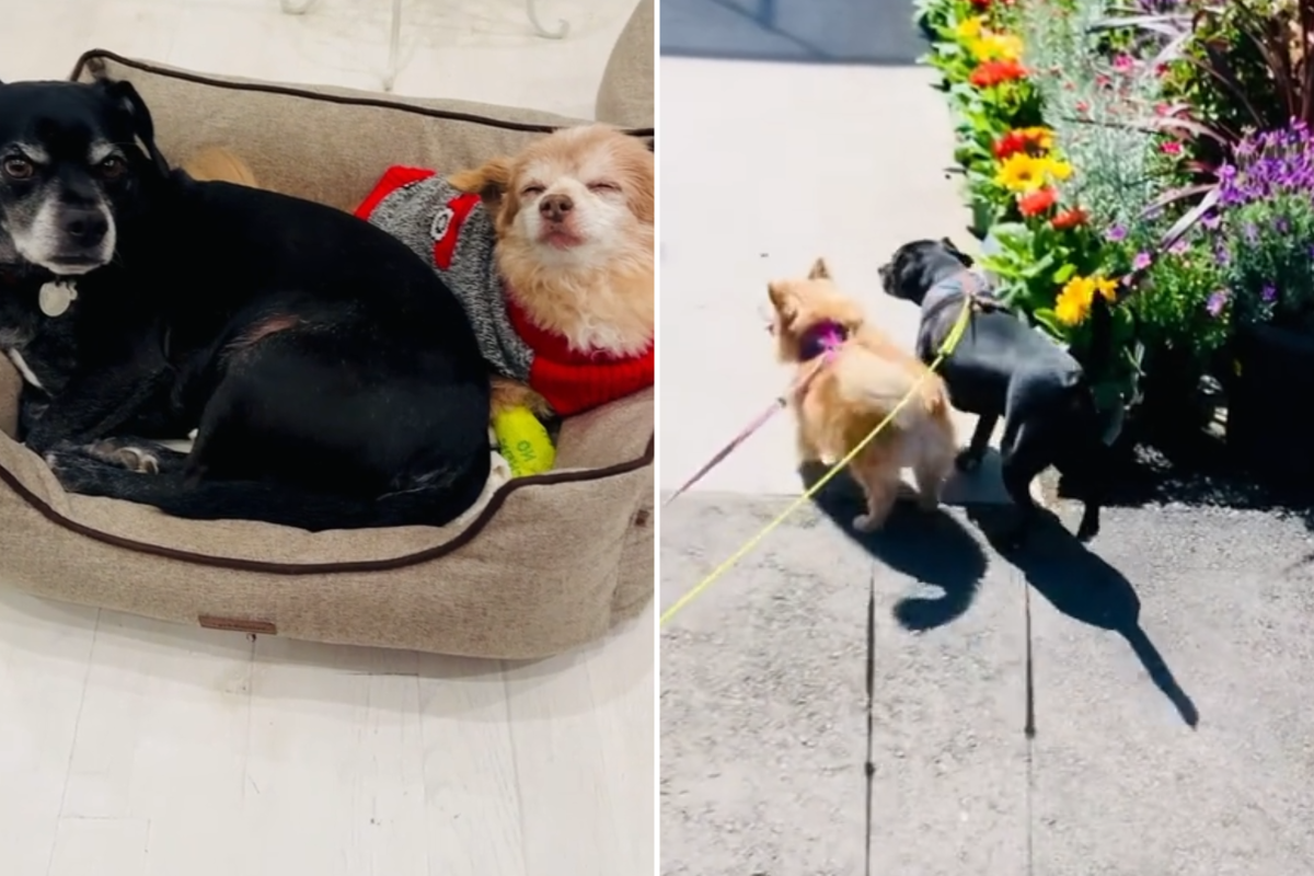 Dog Senses It’s His Friend’s Last Night, Does Something No One Expected ...