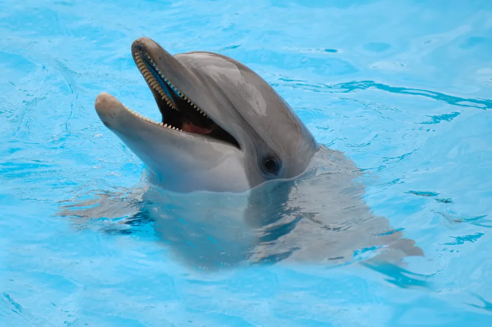 Dolphin News & Latest Pictures From Newsweek.com