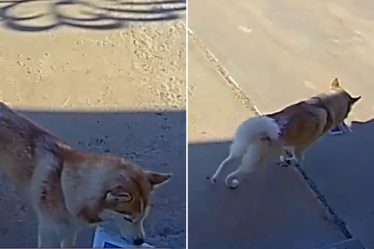 Extraordinary Moment Most Unlikely of Parcel Thieves Is Caught Red ...
