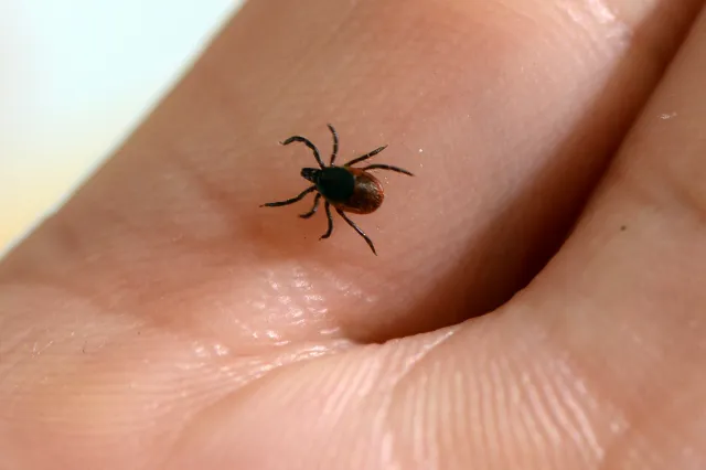 Lyme Disease Is Quietly Debilitating Millions of Americans and Future ...