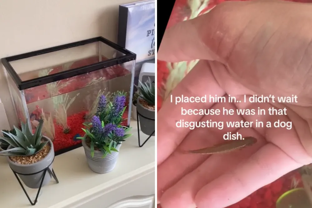 Single Parent of 3 Finds Dumped Filthy Tank, Gains New Family Member ...