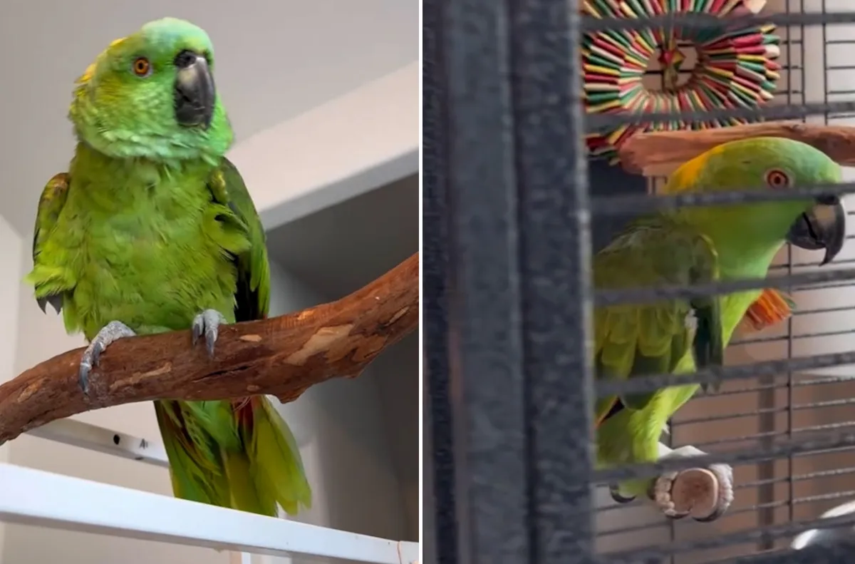 39-Year-Old Parrot Caged Most of His Life Learns Trust With New Adopter ...