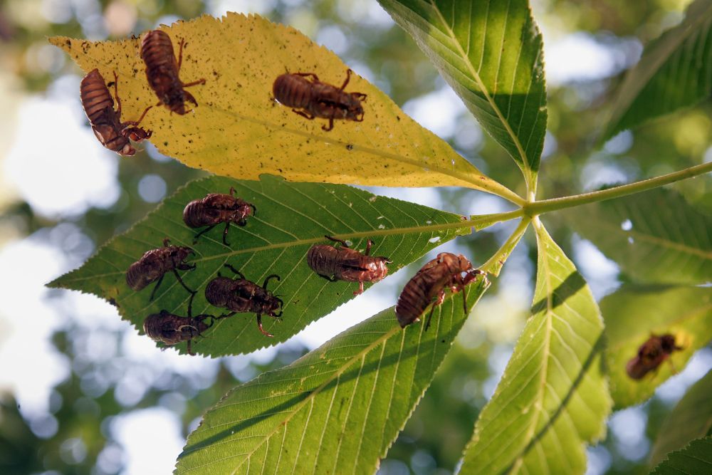 Over 100 Trillion Cicadas to Emerge After Solar Eclipse - Newsweek
