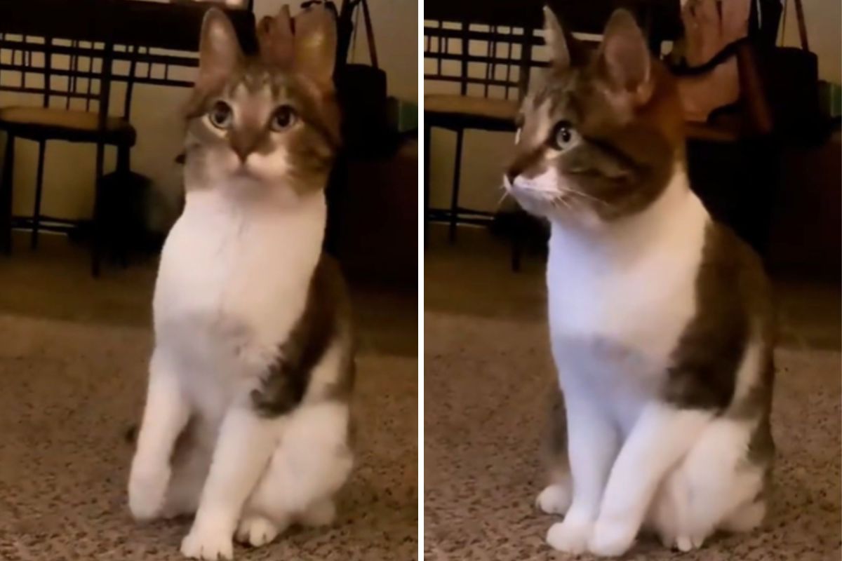 Cat Reacts to First Night in New Home After 5 Years in Shelter: ‘Made ...