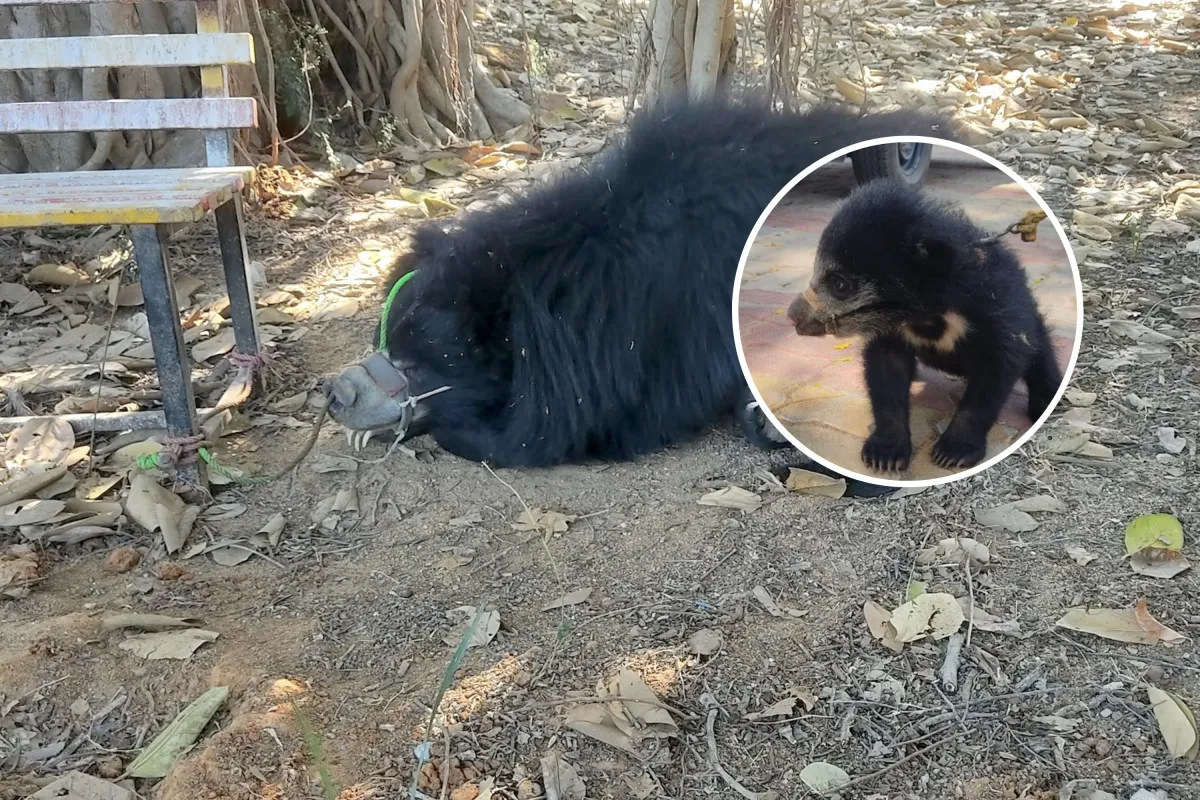 Dancing Bears Rescued From ‘Deeply Concerning’ Trade - Newsweek