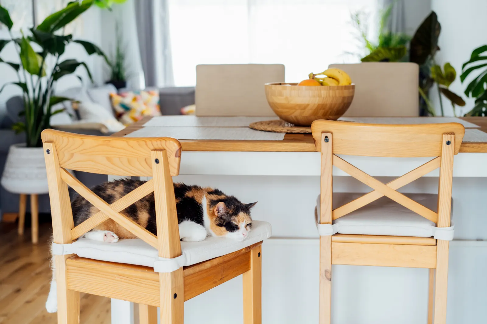 Reason Why Man Has One Chair Lower Than the Other Melts Hearts—’Green ...