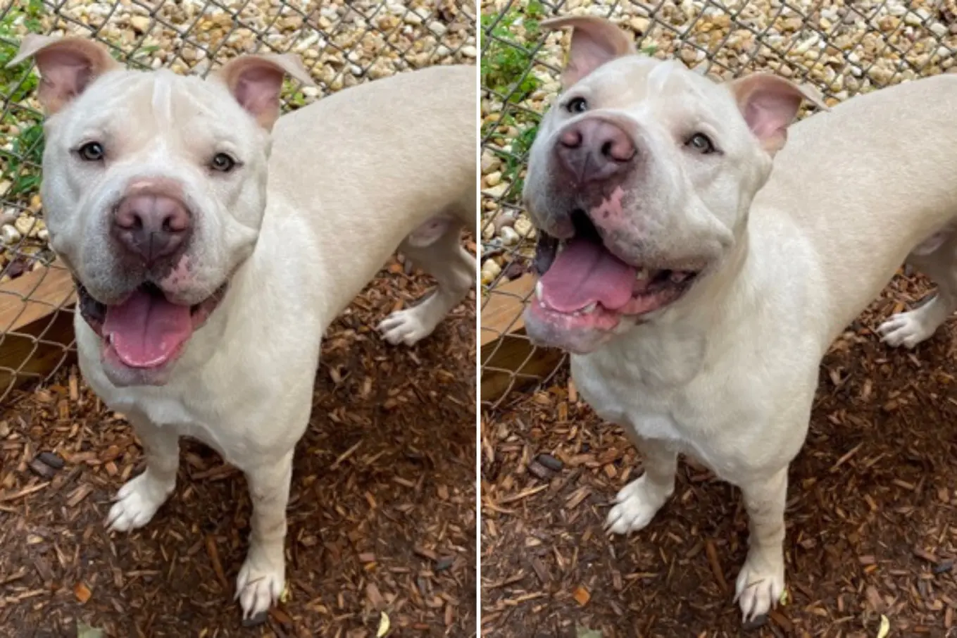 Dog Adopted as a Puppy Finds Himself Back in Shelter: ‘Pa... - Newsweek