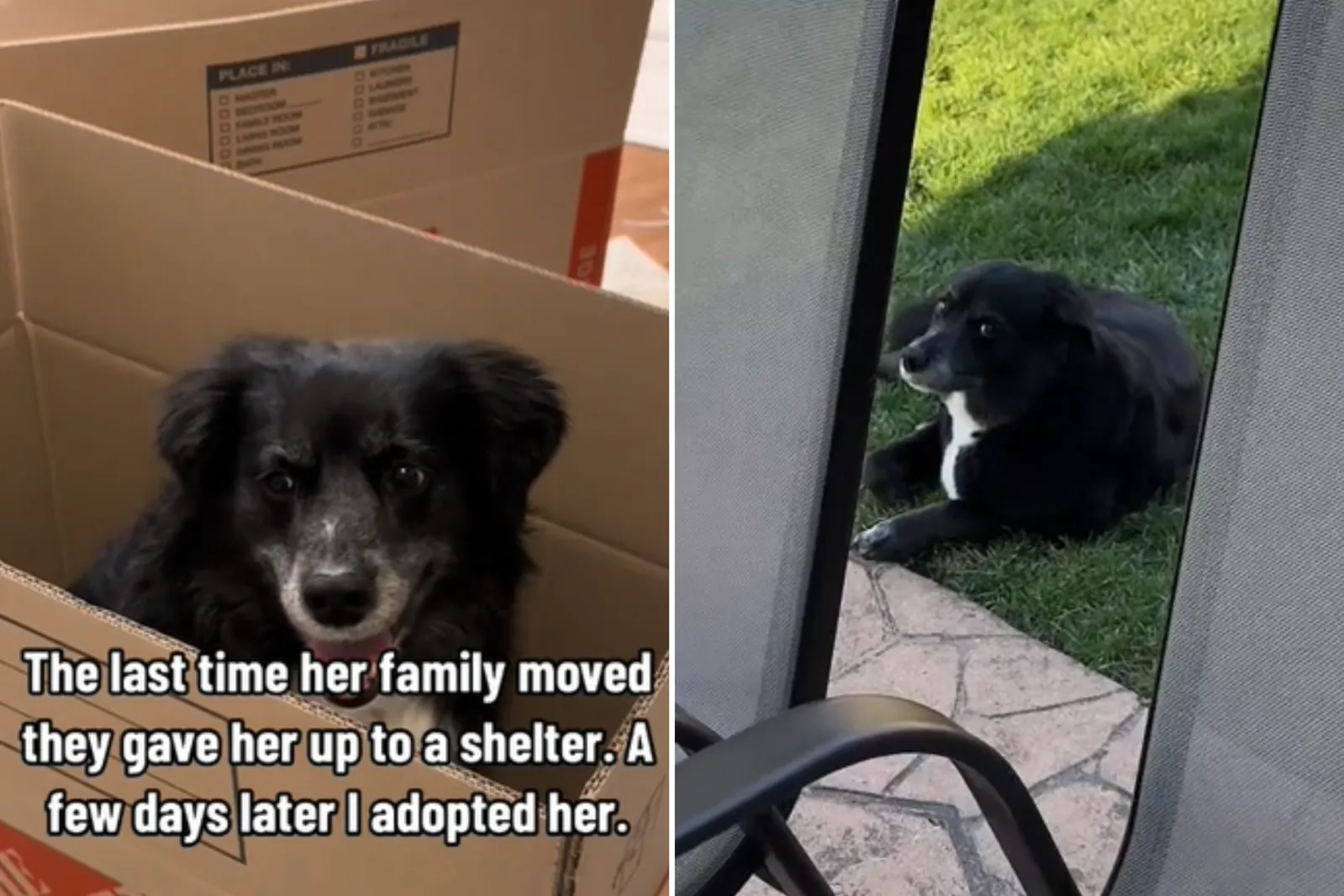 Rescue Dog That Was Abandoned Has Saddest Reaction to New Owners ...