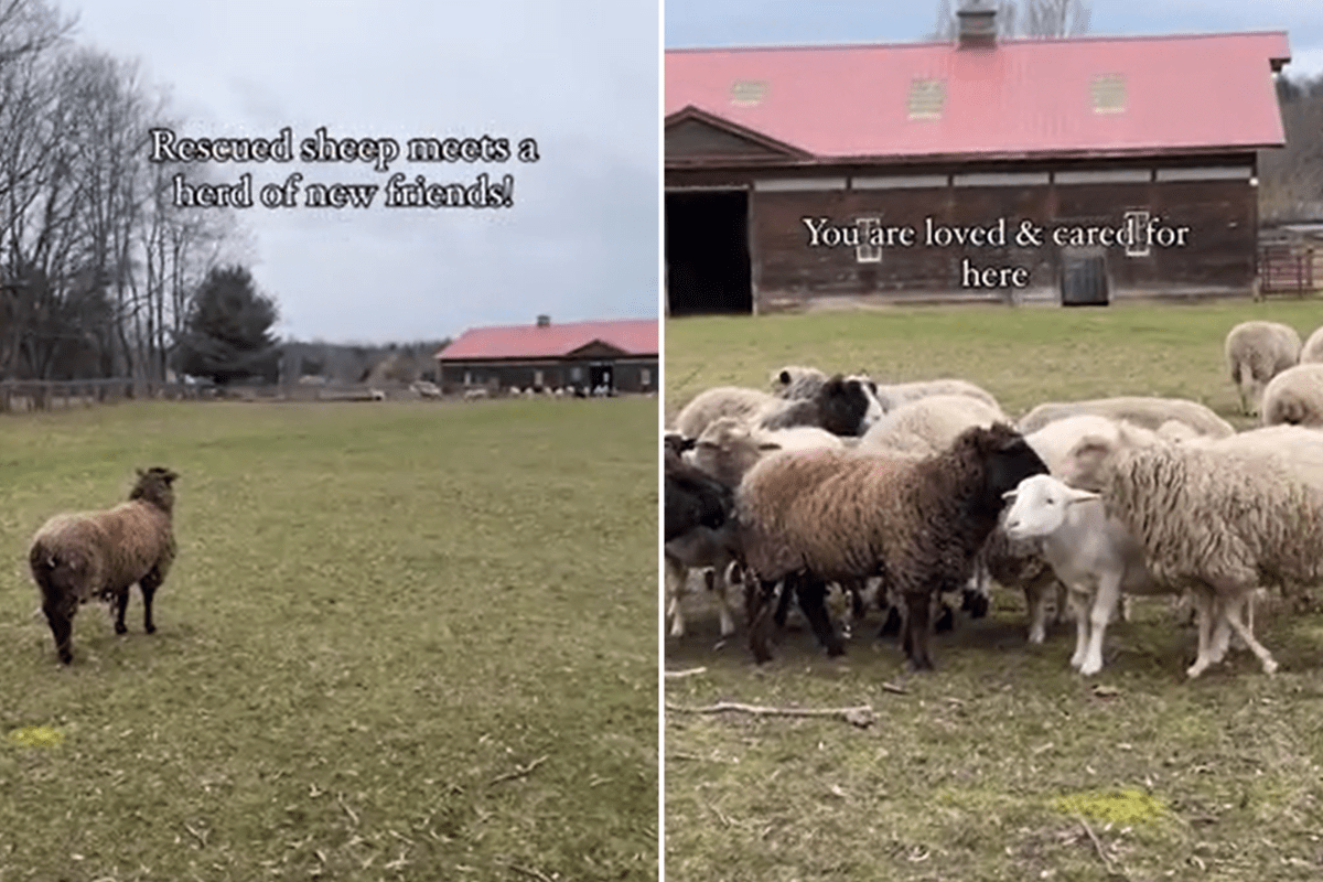 ‘Beautiful Moment’ Herd of Sheep Welcomes Newest Rescue S... - Newsweek