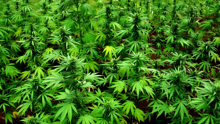 Weed Recall Sparks Urgent Warning for California - Newsweek