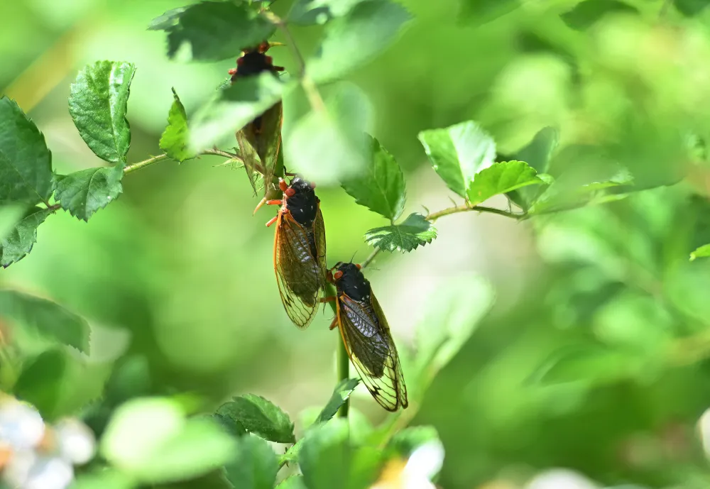 When Will Cicadas Emerge? Three Signs Point to Imminent Awakening ...