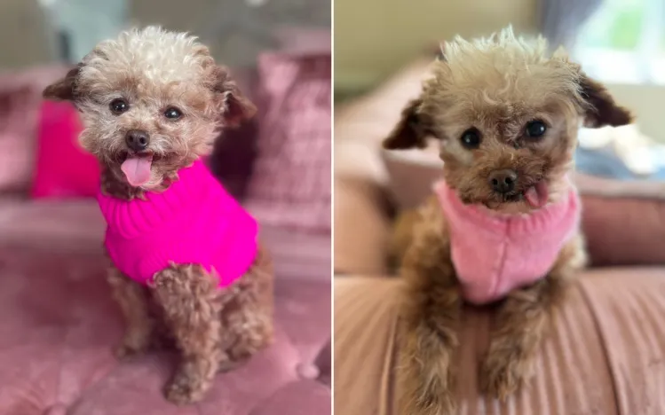 Dog Rescued From Meat Trade With Just Three Teeth Finds Love and ...