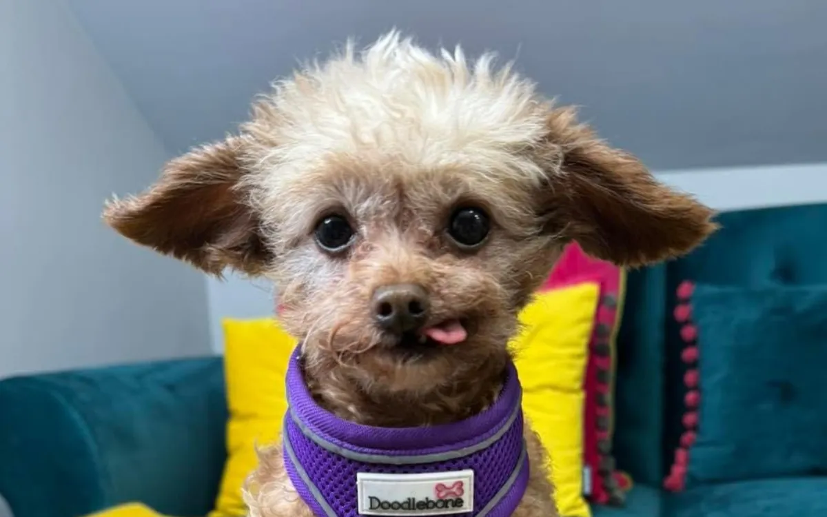 Dog Rescued From Meat Trade With Just Three Teeth Finds Love and ...