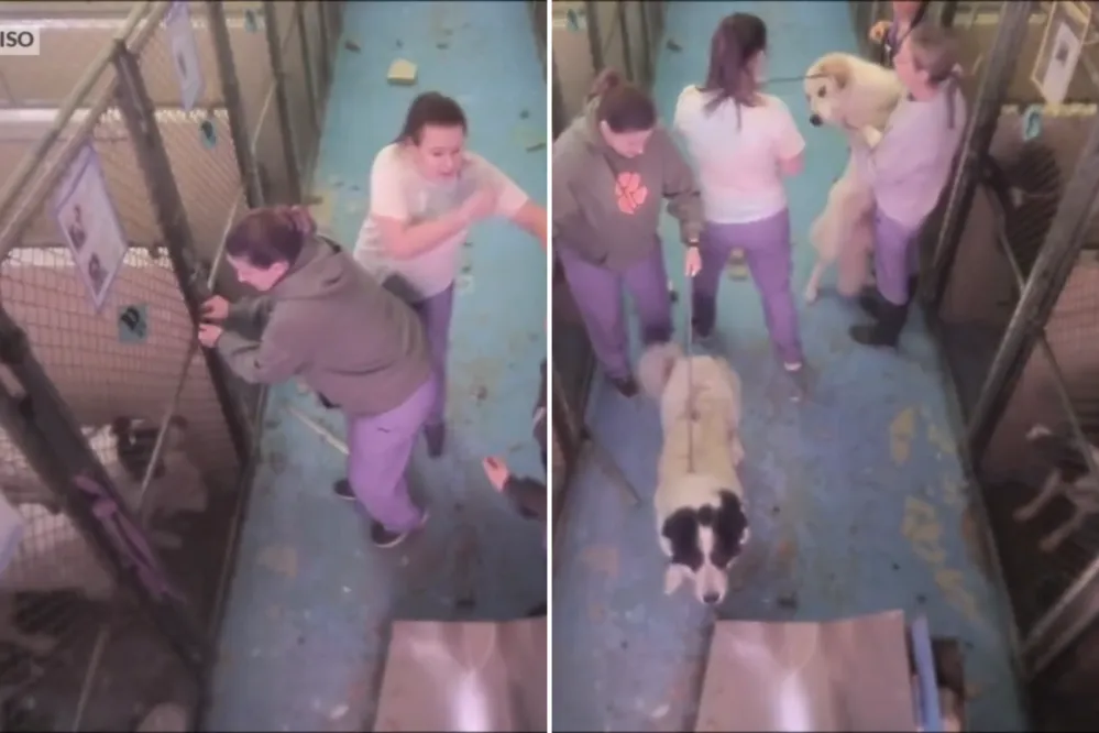 Dogs’ 74 Seconds of Pure Terror As Truck Crashes Into Animal Shelter ...