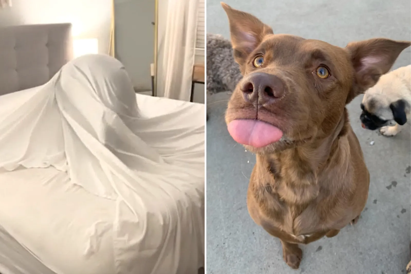 Dog’s Battle With Bed Sheet Goes Exactly as Expected: ‘Escalated ...