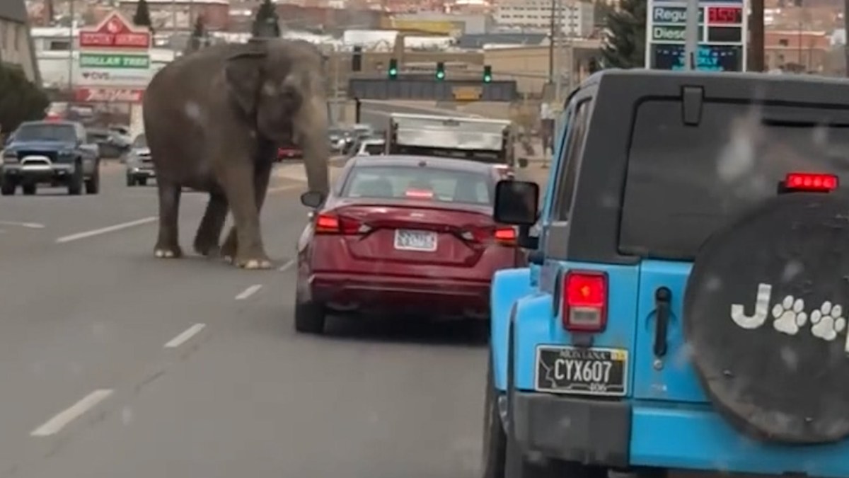 Elephant Runs Amok After Escaping Circus for Third Time - Newsweek