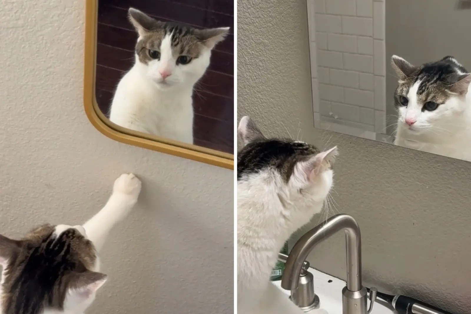 Cat Has Unexpected Reaction to Noticing His Reflection for the First ...