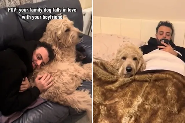 Dog ‘Falls In Love’ With Owner’s Boyfriend, Protects Him At All Costs ...