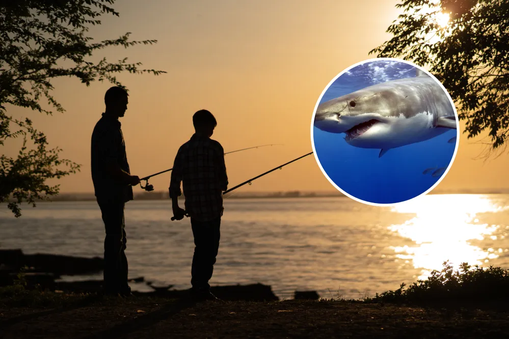 Great white shark News & Latest Pictures From Newsweek.com