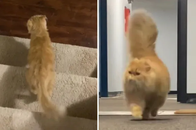 Cat Transformed by Ultimate Glow-Up After Adoption: ‘Queen’ - Newsweek