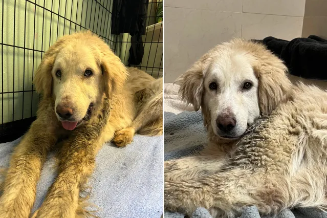 Dog Finally Rescued After Spending Year With a Rope Embedded in His ...