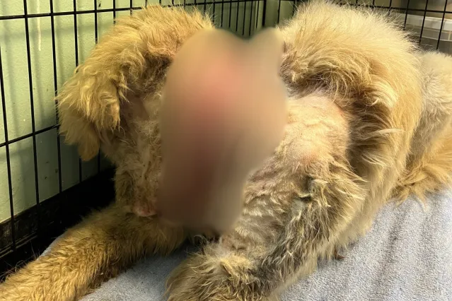 Dog Finally Rescued After Spending Year With a Rope Embedded in His ...