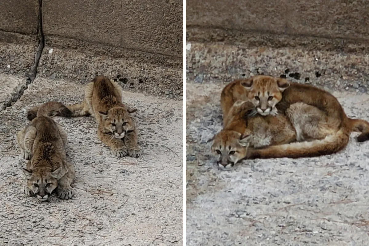 Video Shows Mountain Lion Cubs’ Dramatic Rescue Moments Before Dam ...