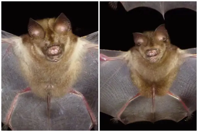 Bats Are Going Through a Rare Evolutionary Phenomenon - Newsweek