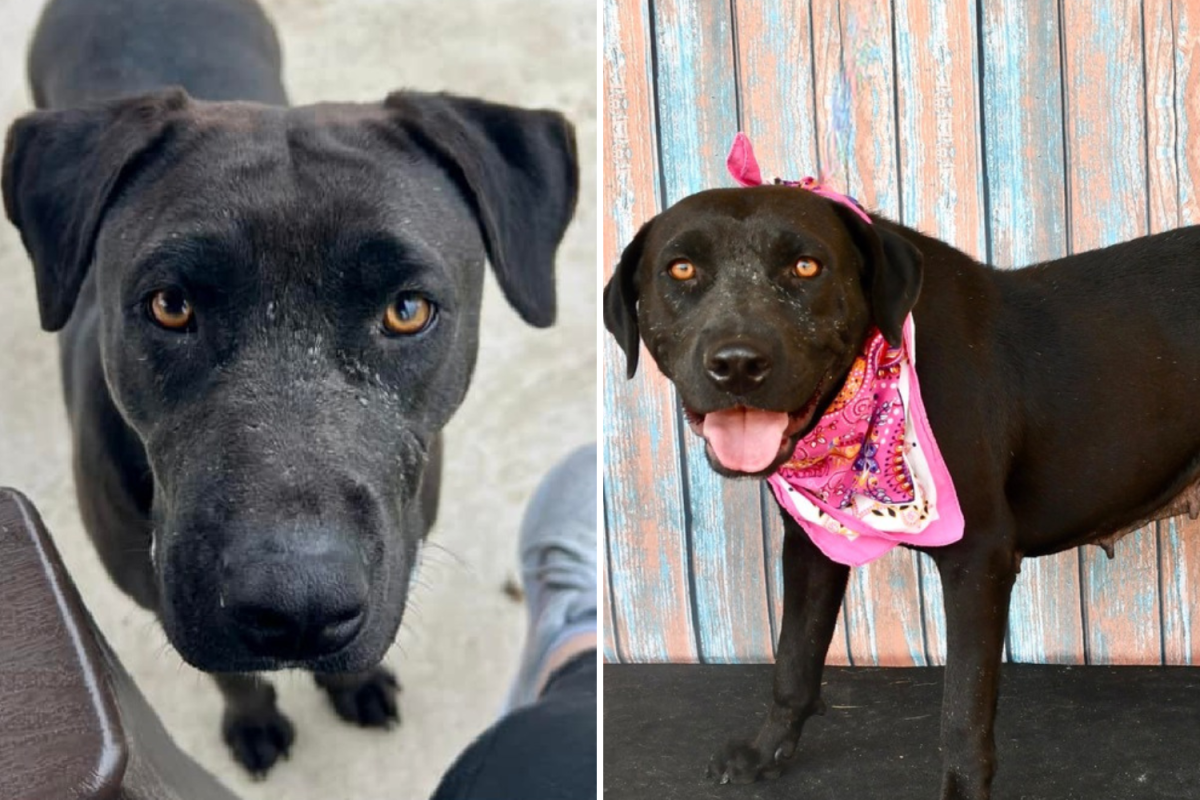 People Baffled as ‘Perfect’ Shelter Dog Waiting for Home After 243 Days ...