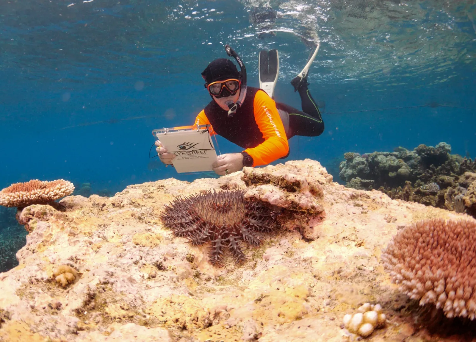 Kill Starfish Now to Save Great Barrier Reef—Scientists - Newsweek
