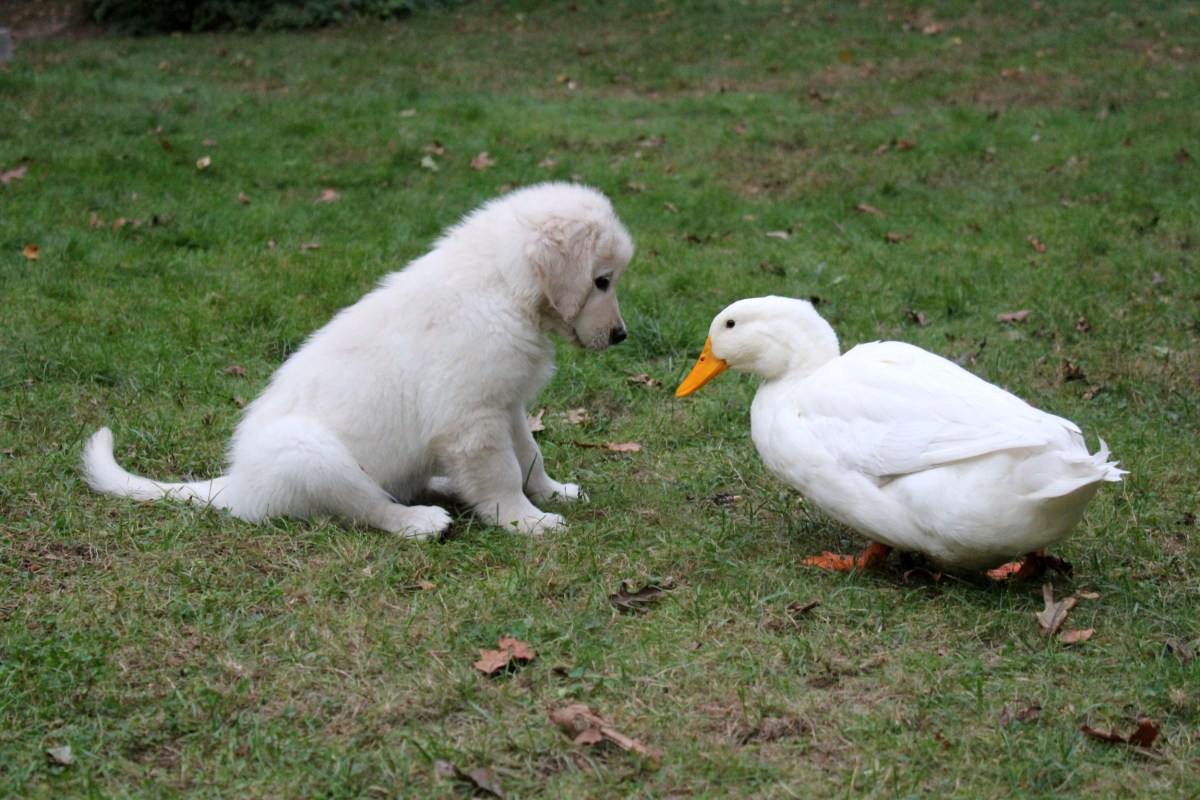 Lonely Disabled Duck Befriending Puppies Melts Hearts: ‘She Is One of ...