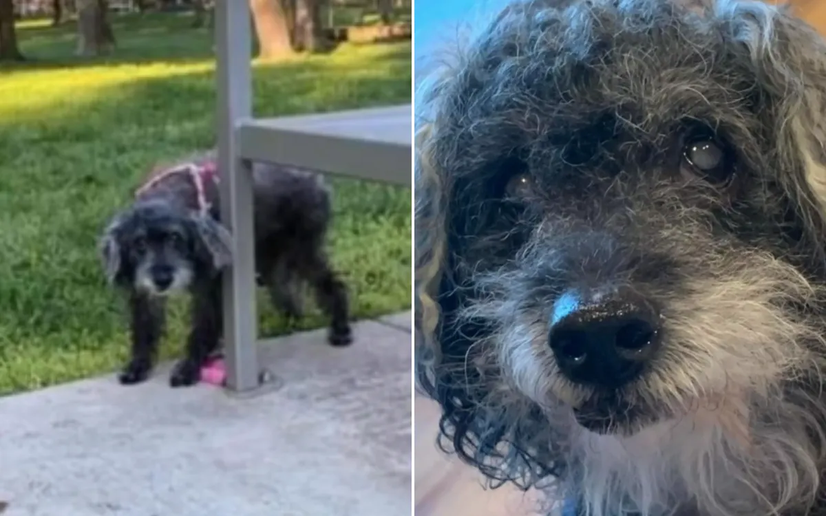 Blind and Deaf Senior Dog Found Tied to Park Bench With Heartbreaking ...