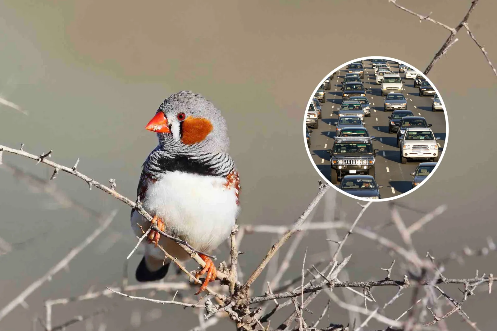 ‘Alarm Bells’ as Scientists Discover Threat to Birds - Newsweek