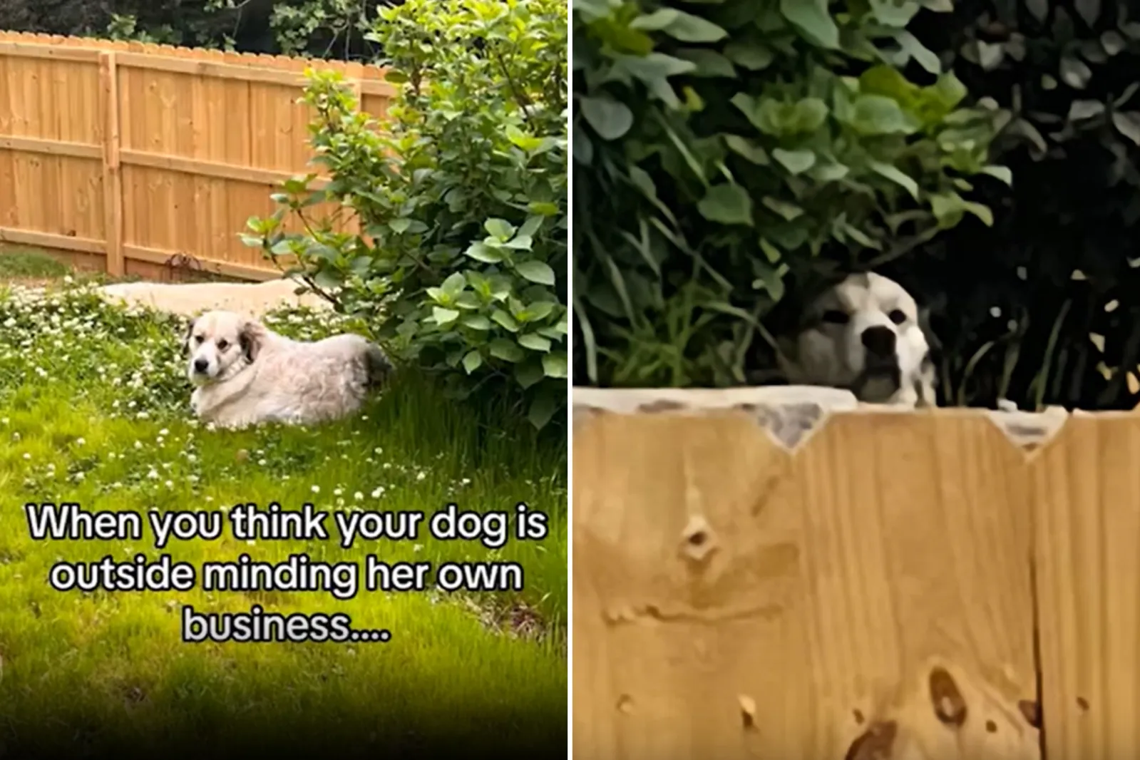 Woman Who Owns The ‘Nosiest Dog’ Gets Hilarious Text From Neighbor ...