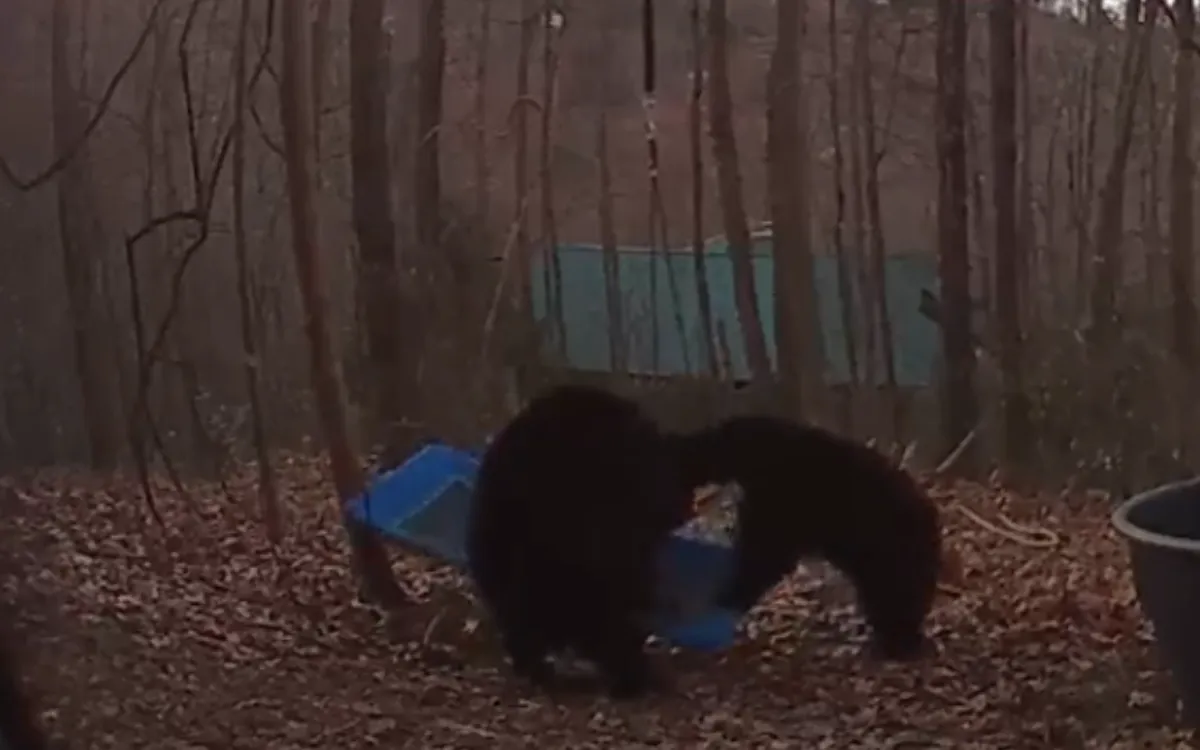 Watch Three Bear Cubs Play on Swing Like Excited Kids: ‘Instant Fans ...