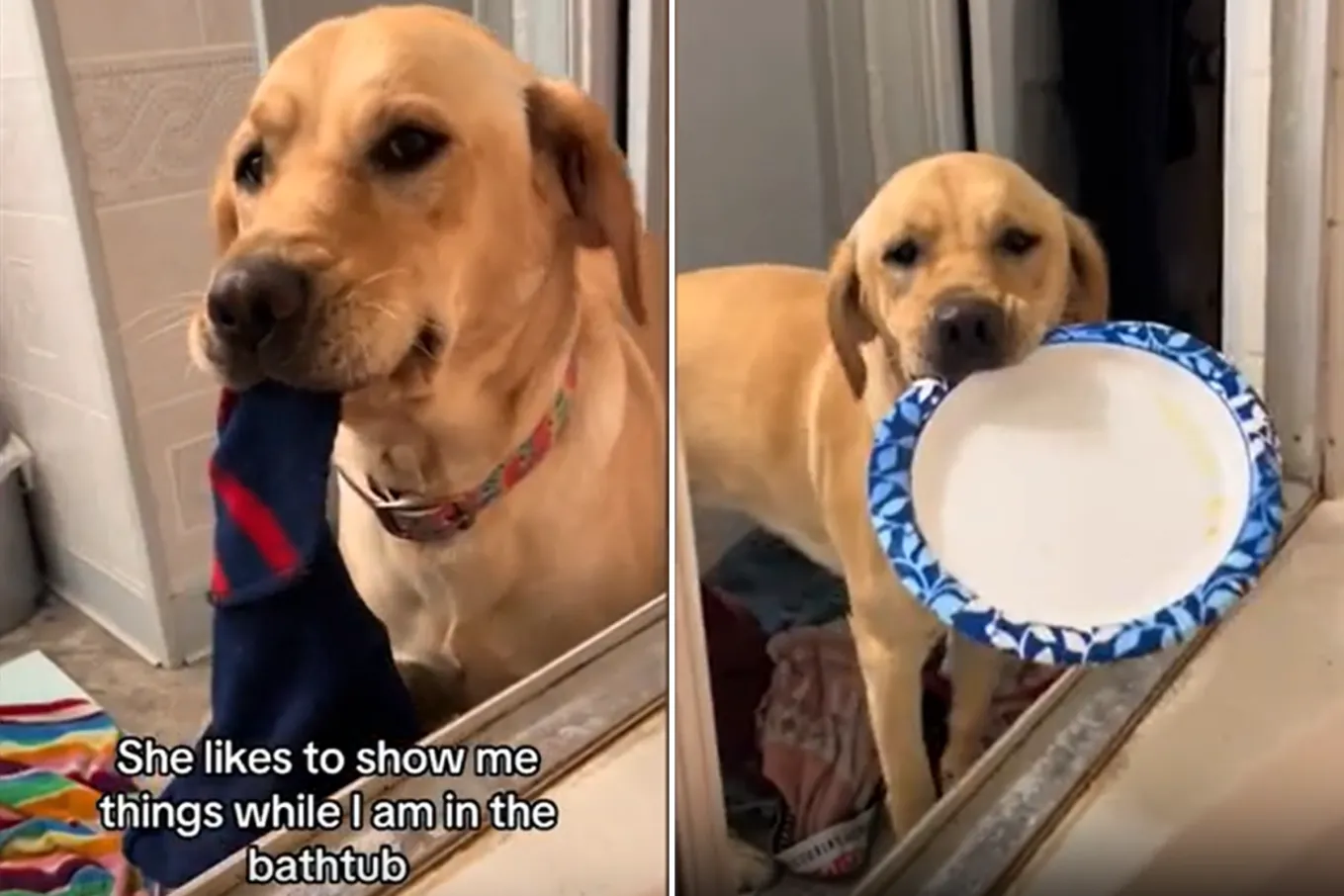 Golden Retriever’s Ritual When Owner’s in the Bath Has Internet in ...