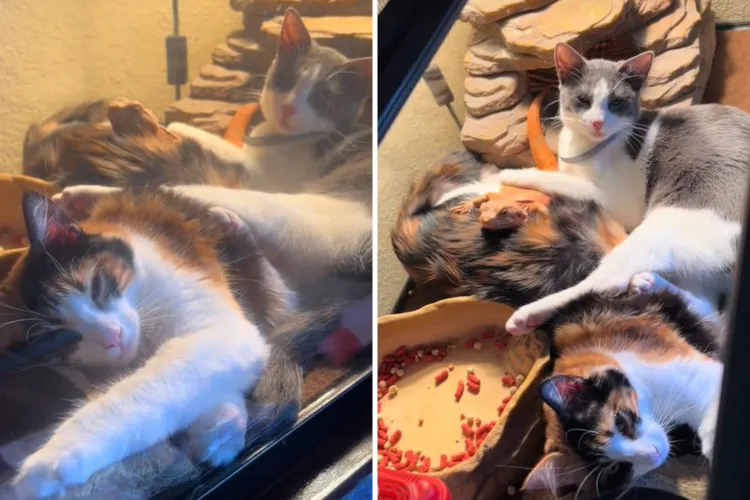 Owner Looks for Her Cats Everywhere, Finds Them Hanging Out With ...