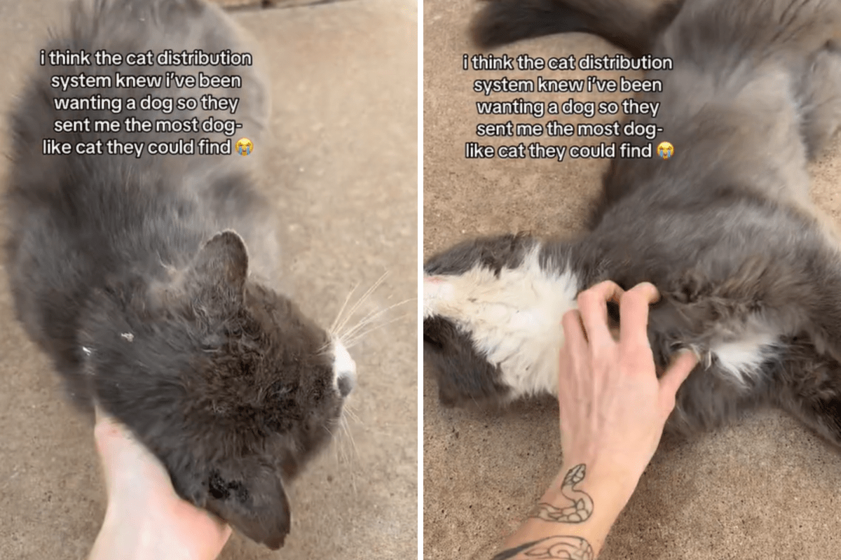 Woman Wants Dog, Distribution System Delivers ‘Most Dog-Like Cat ...