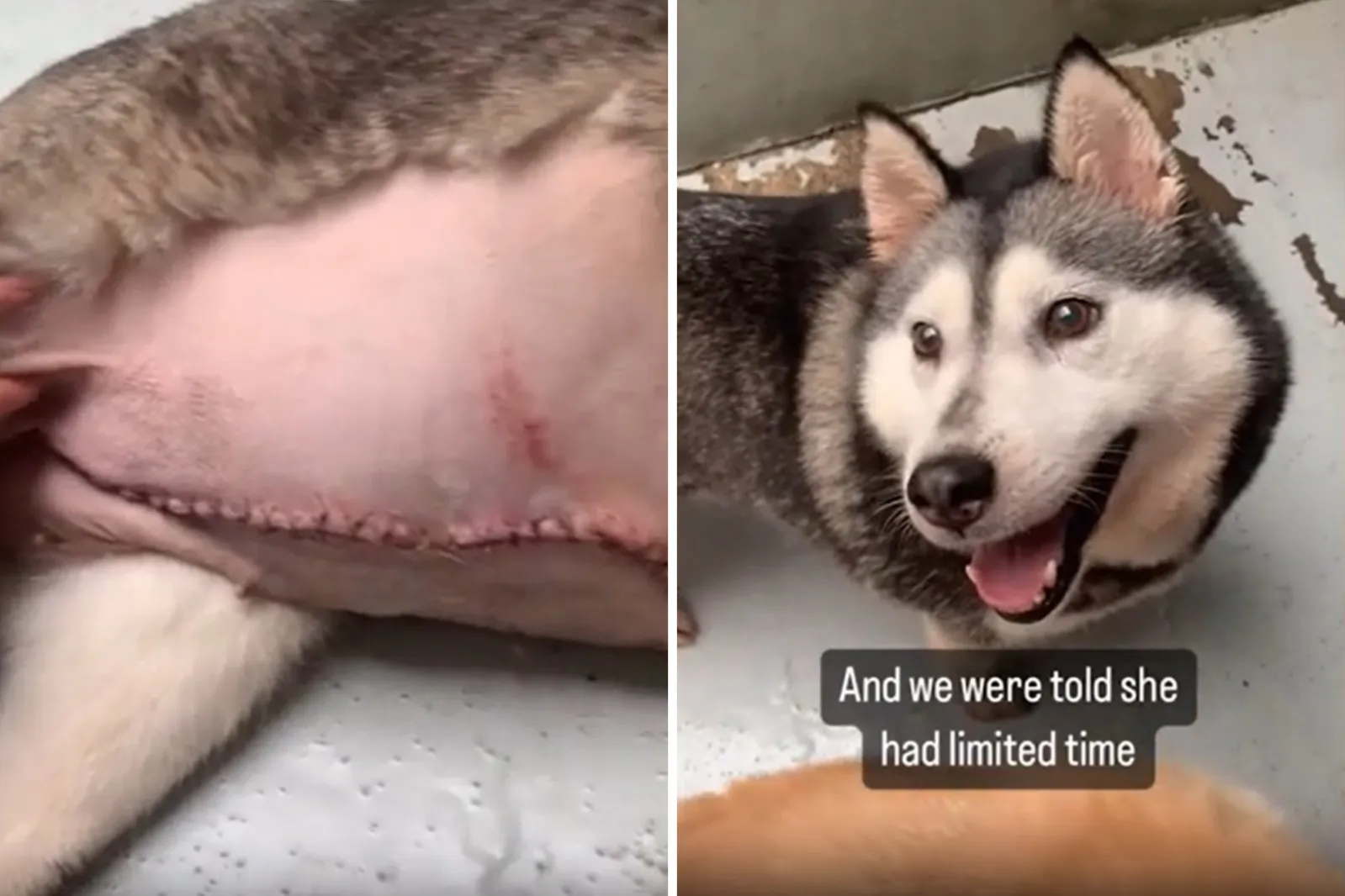 Tears as ‘Happy-go-lucky’ Shelter Husky With Terminal Cancer Looks for ...