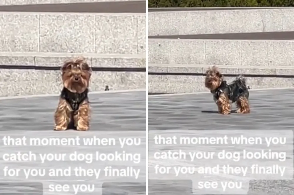 Exact Moment Yorkie Spots Owner Out in Public Is ‘How Happiness Feels ...