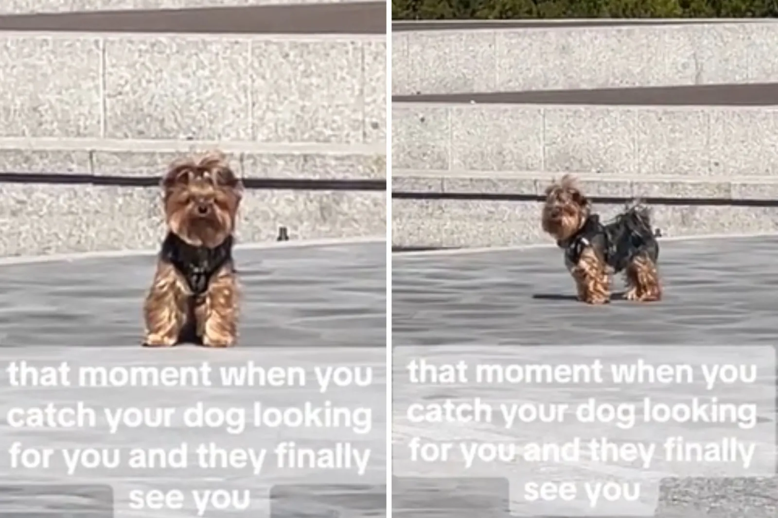 Exact Moment Yorkie Spots Owner Out in Public Is ‘How Happiness Feels ...
