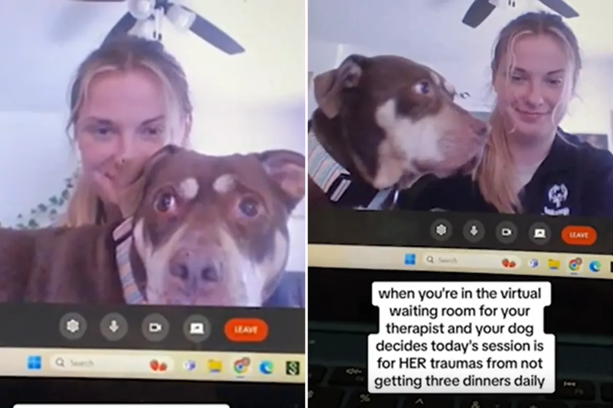 Woman Attempts Therapy Session—Dog Has Other Plans: ‘Loves to Be ...