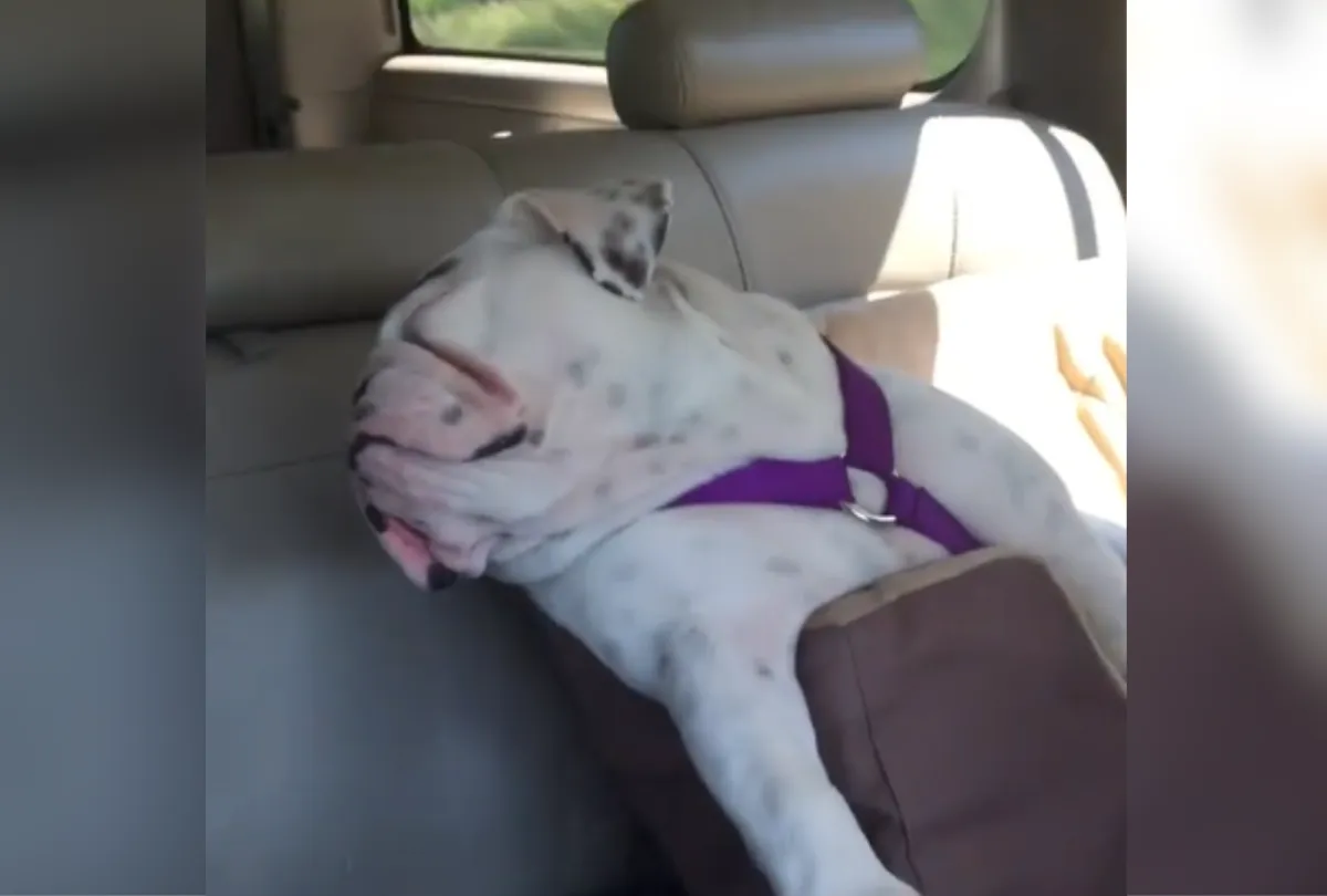 Dog Hilariously Unbothered at Being Kicked Out of Daycare—Her ‘Job Is ...