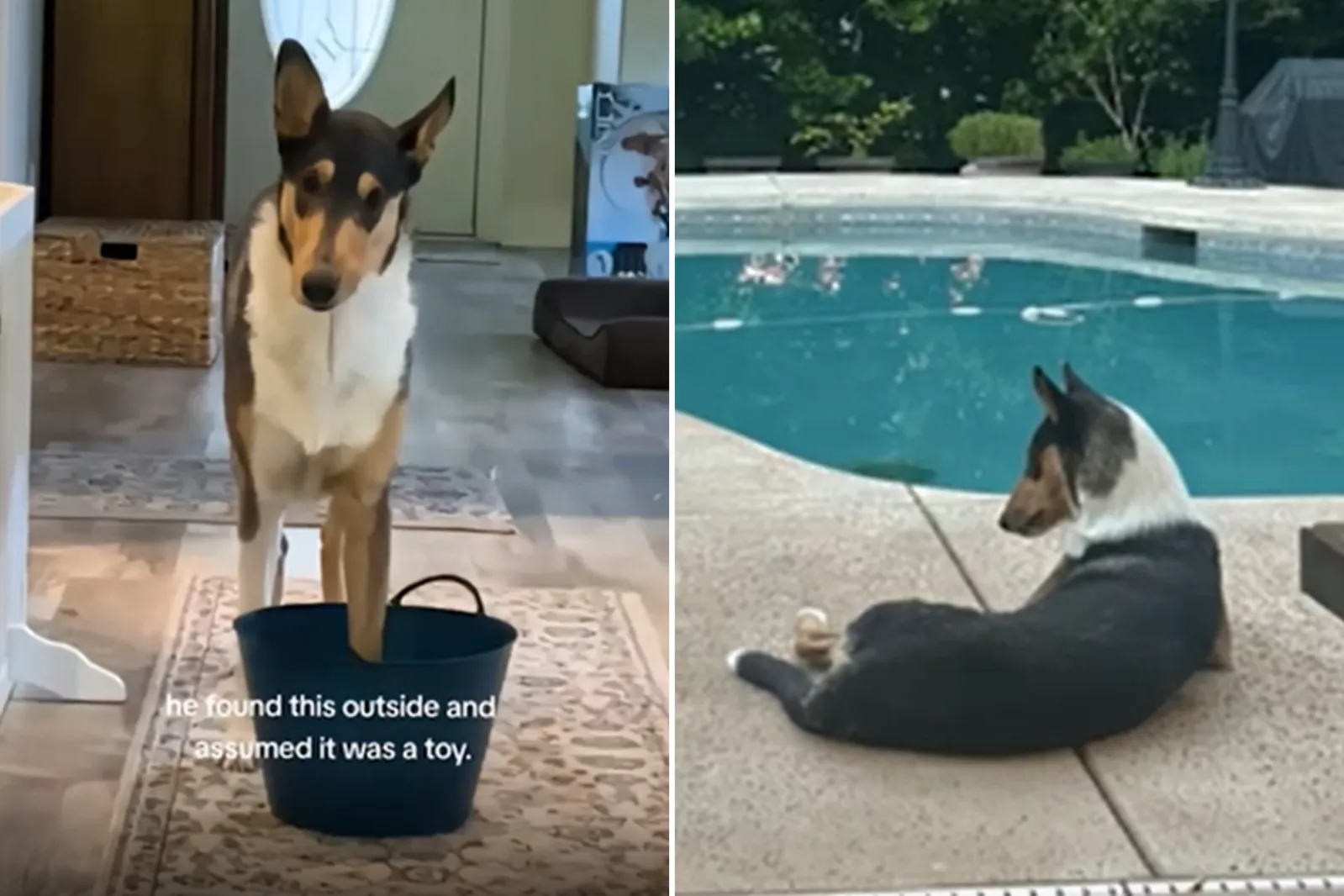 Sweet Updates Parents Send While Dog Sitting Melt Hearts: ‘Very Loved ...