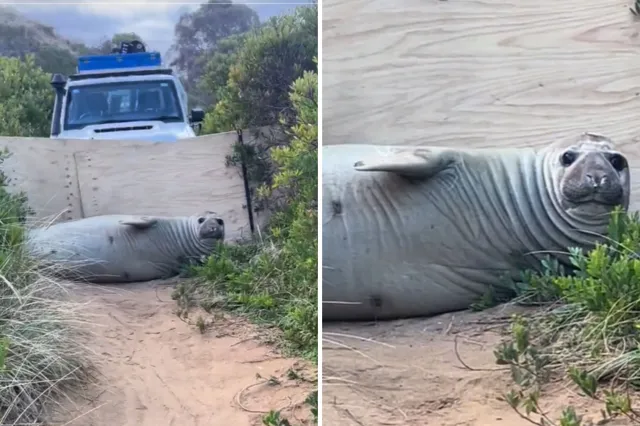 Huge Wild Animal Takes Over Town—Becomes Viral Sensation in the Process ...