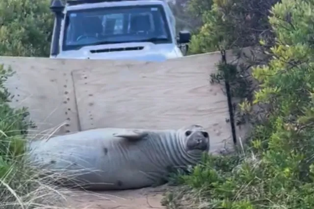 Huge Wild Animal Takes Over Town—Becomes Viral Sensation in the Process ...