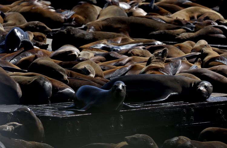 Dead Baby Sea Lions Suddenly Found on California Islands Spark Concerns ...