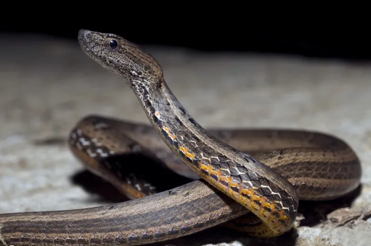 Snake Evolutionary Mystery Solved in ‘Lifetime Achievement’ - Newsweek