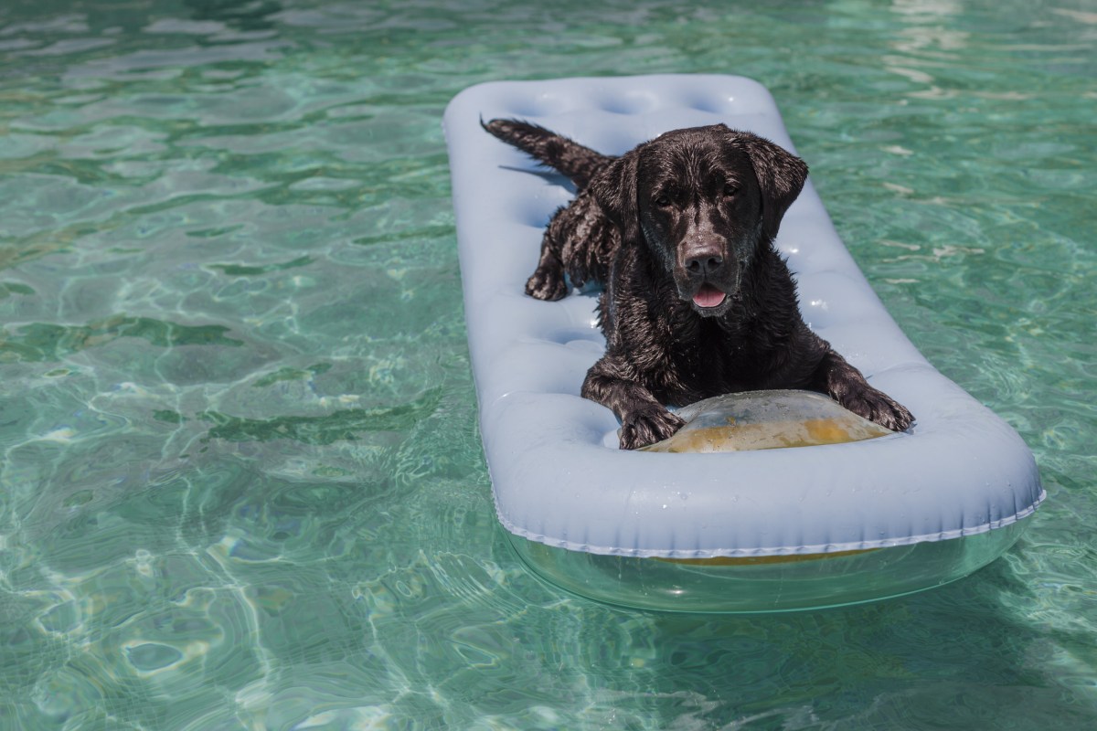 Dog ‘Living Best Life’ in Pool While Owner Cleans Has Internet in ...