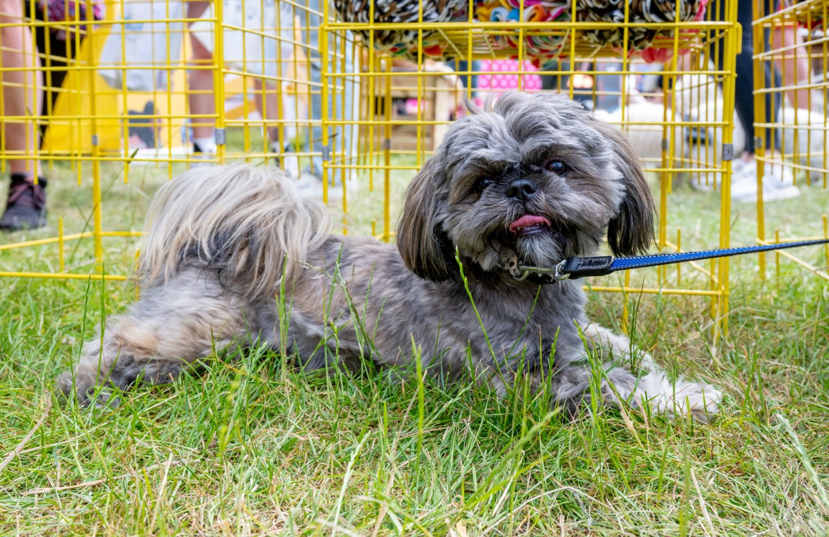 Mayor Quits After Police Officer Kills Blind, Deaf Dog - Newsweek